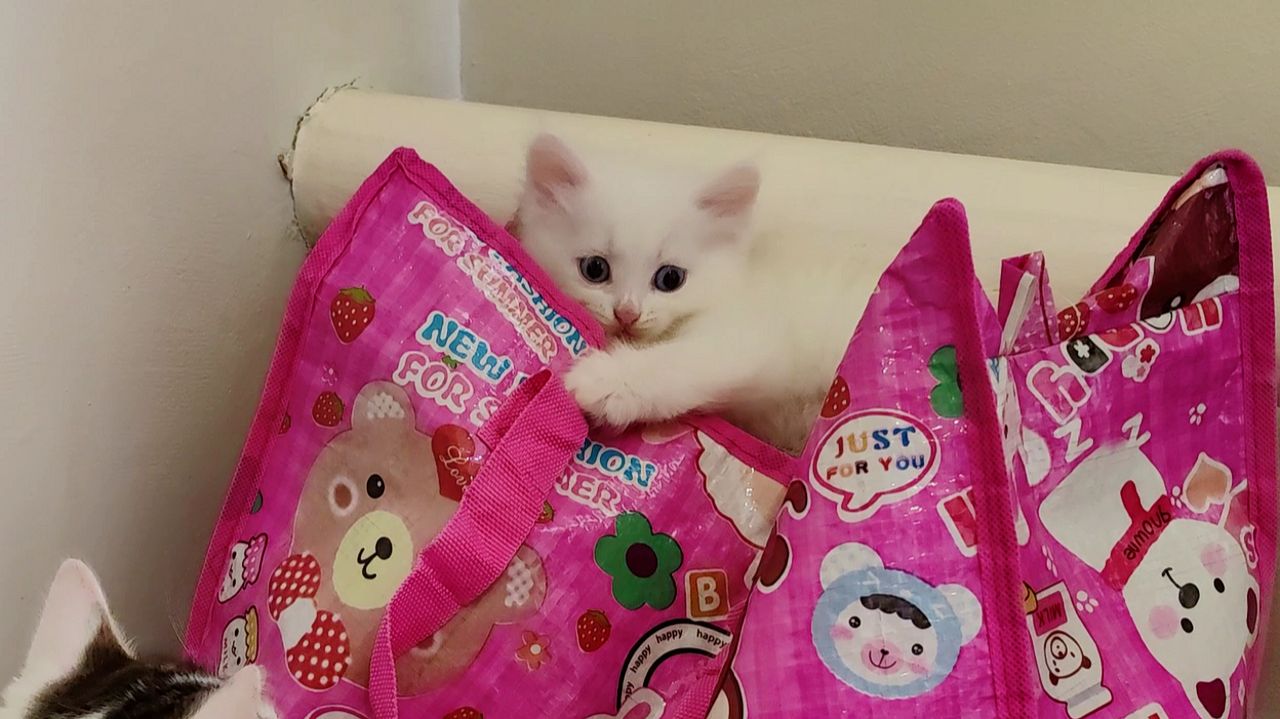 Мама-кошка зовет свою котенку, но котенок Микки хочет отправиться в путешествие.