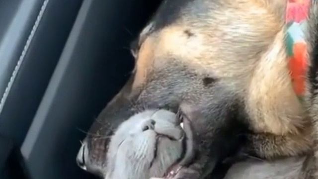 Я никогда не видел, чтобы кошка спокойно спала в машине