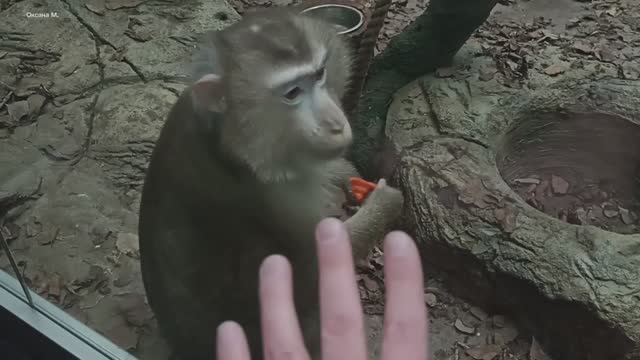 Обезьянки в Южно-Сахалинском зоопарке.mp4