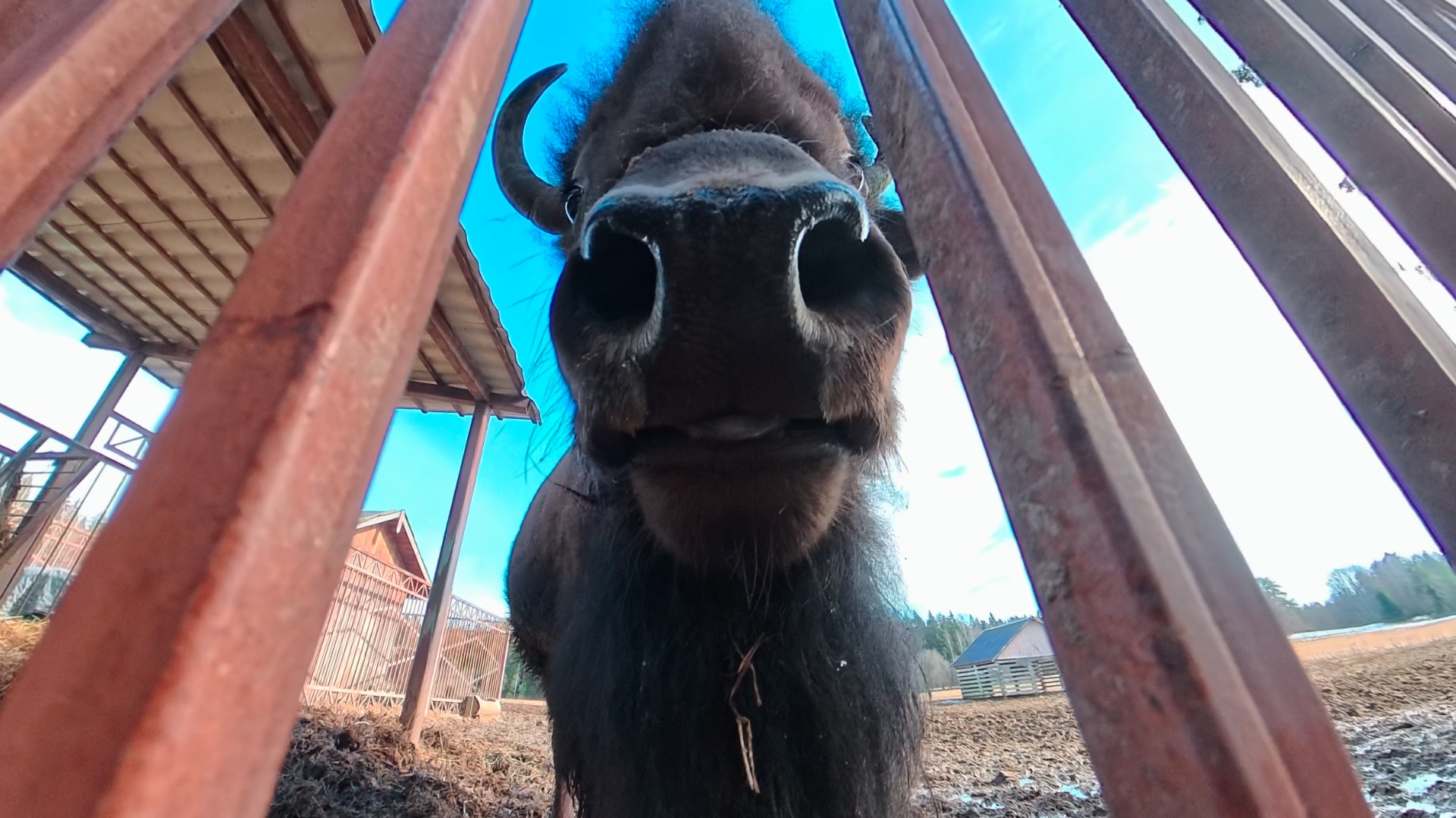 Токсово, экологический маршрут "Долина реки Охта", зубробизоны 22.03.2026
