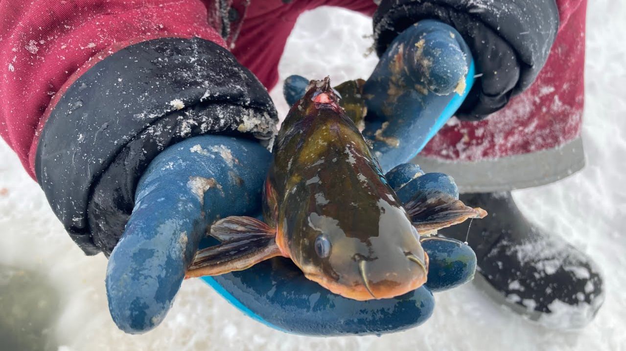 Рыбачим на Реке АМУР. Ловим Судаков. Лучшая Зимняя Рыбалка. Ловля на Сети. Рыбалка Онлайн 2026