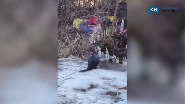 В центре Малоярославца поселился бобер