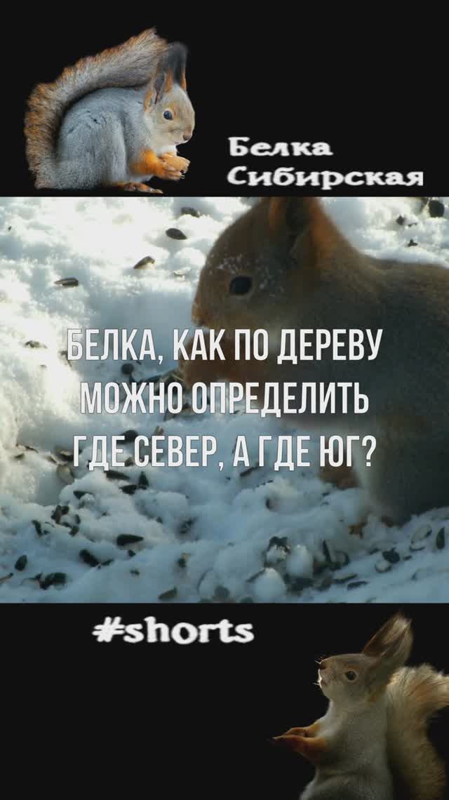 Белка лесная хозяйка