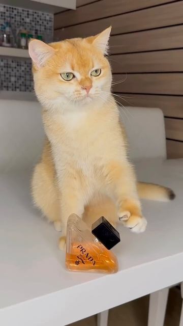 Мося хочет испортить мои духи #кот #кошки