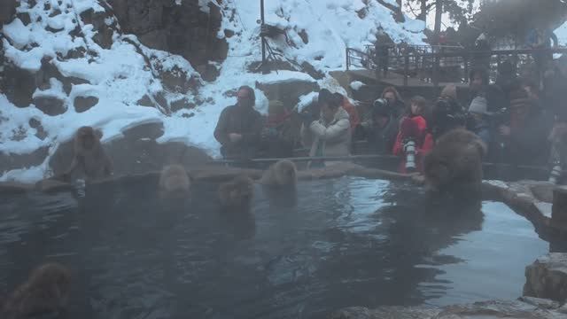 Снежные обезьяны и Канадзава