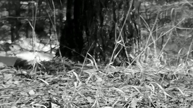 1970 год. Тюменская область. Конец марта в лесу