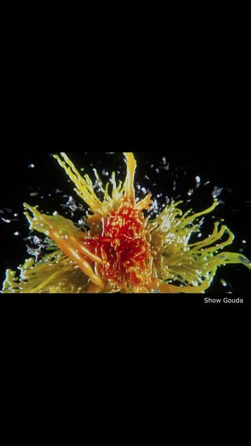 Кадзю №8. Начало