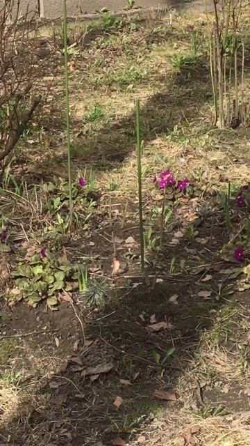 Санкт-Петербург. 31.03.2026. Проспект Энгельса. Первоцветы на газонах у дома. Эпизод 8