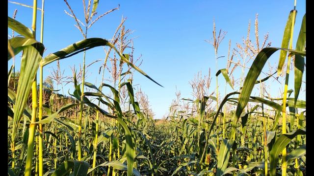 А.К.Толстой. Коль любить, так без рассудку...