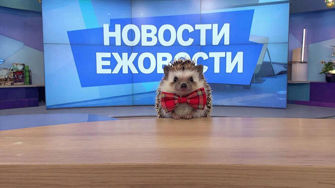 Новости Ежовости №23 Сезон 3
