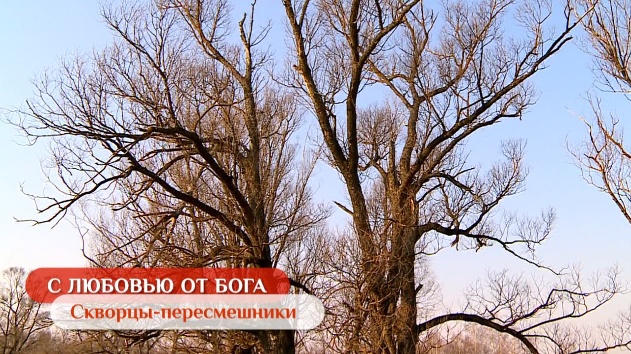 Скворцы-пересмешники | С любовью от Бога