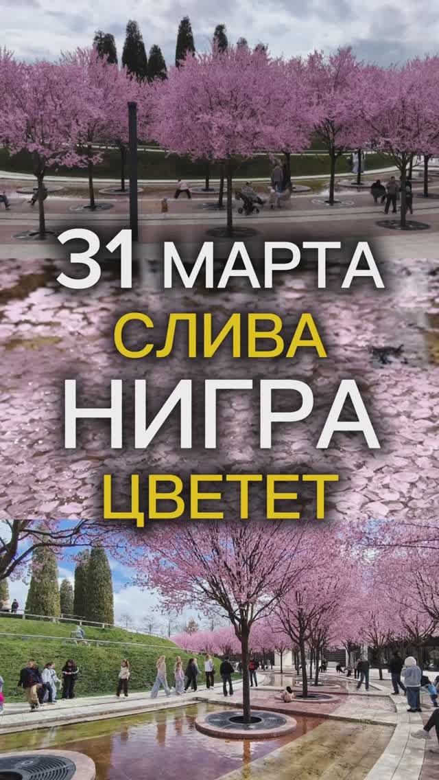 😍🌸СЛИВА НИГРА ЦВЕТЕТ В ПАРКЕ КРАСНОДАР ГАЛИЦКОГО! ЭЙФОРИЯ ОТ ВОСПРИЯТИЯ ПЬЯНИТ И КРУЖИТ ГОЛОВУ!