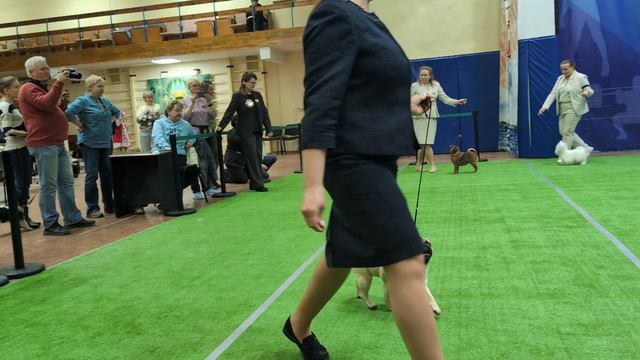 Бест отдельной 9 группы
Выставка собак ЧРКФ «ВЕСЕННИЕ ВСТРЕЧИ» 
ПЦ " СЕВЕРНАЯ ИМПЕРИЯ "👍