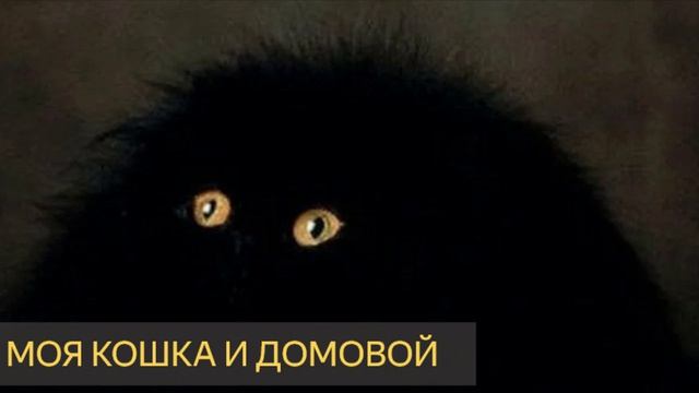 Моя кошка и домовой (Мистическая история, драки)