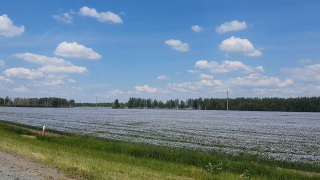 20220703 поля с белыми цветами