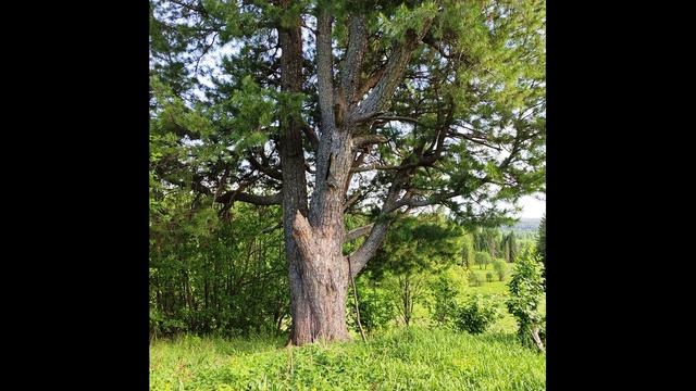 И. Крылов. Свинья под Дубом. Басня.