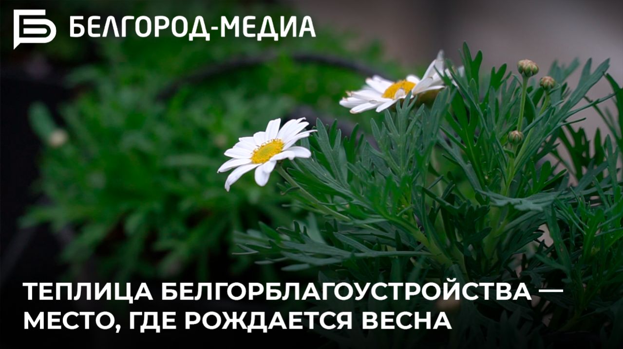 Теплица Белгорблагоустройства — место, где рождается весна