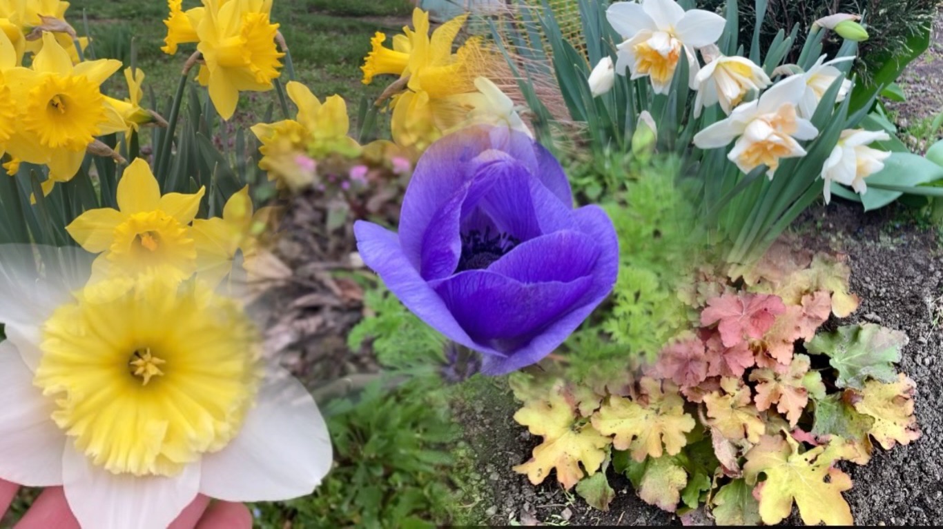 Жизнь в Адыгее/ Цветут нарциссы/Сорняк атакует/ Он его не признает/ Опять поломка/