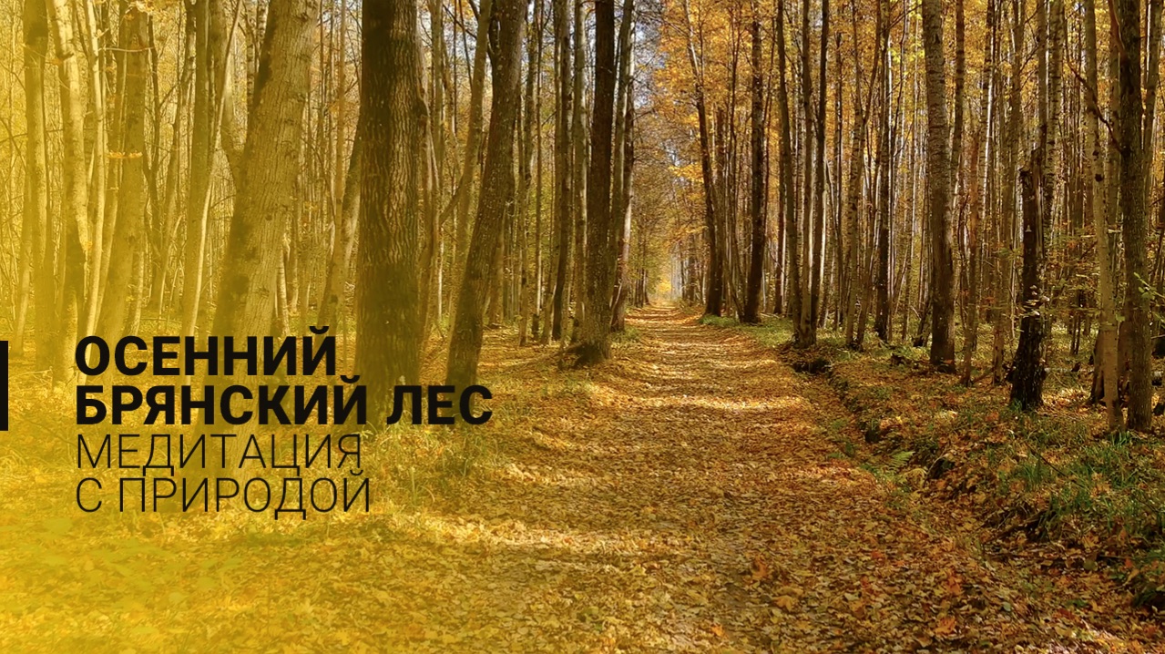Медитация с природой. Осенний Брянский лес.