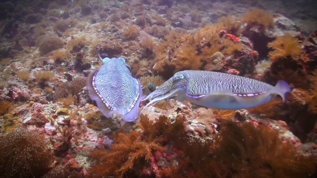 В джазе только девушки-каракатицы-трансвеститы!  Все как у зверей!