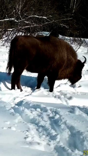 Зубр попался на фотоловушку в Брянском лесу