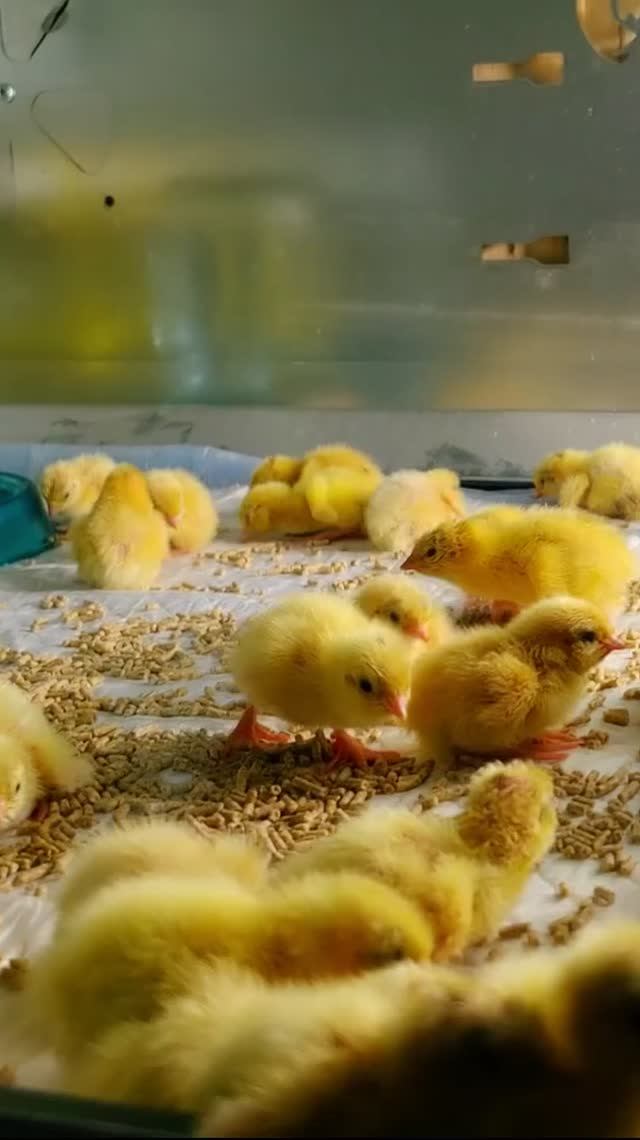 Перепела вылупились на 2 дня раньше. Я не ожидал 🐣😱