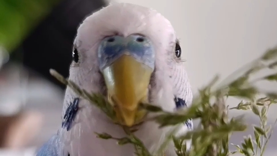 Как приручить попугая. Лайфхак 💥 #попугай #волнистыйпопугай #ручнойпопугай