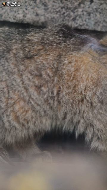 Манул Свэн наблюдает и уходит. Ленинградский зоопарк