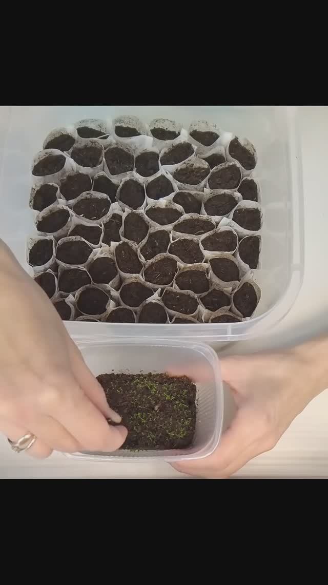 Росянок много, подоконник один. Нашла выход! 🌱😅