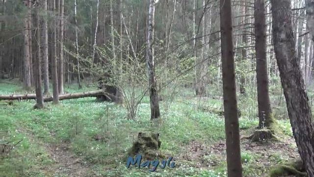 Мой Страшный Сон. Спаслась.