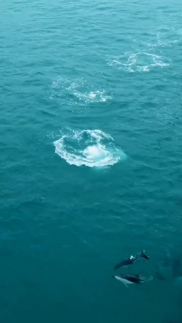 Дельфин самый творческий жизнерадостный и весёлый