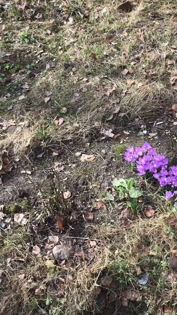 Санкт-Петербург. 31.03.2026. Проспект Энгельса. Первоцветы на газонах у дома. Эпизод 6