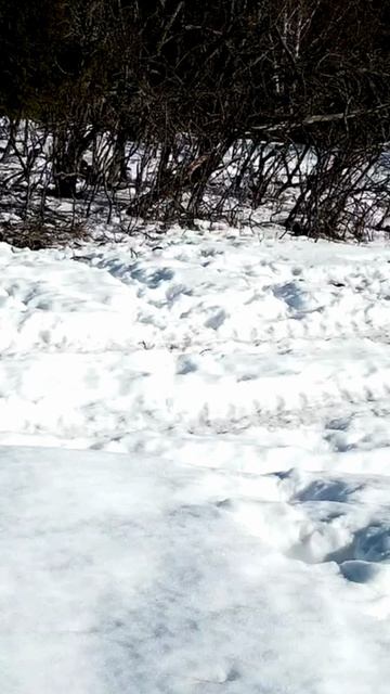 Косуля попалась на фотоловушку в Брянском лесу