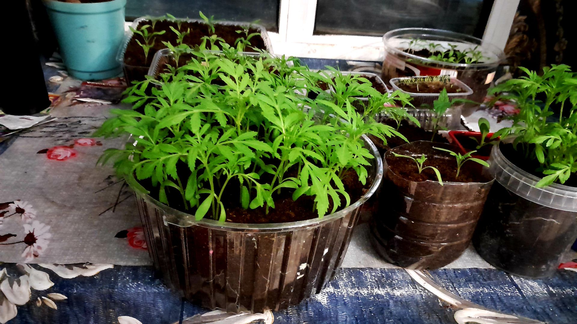 Домашние хлопоты с рассадой на подоконнике 🤗