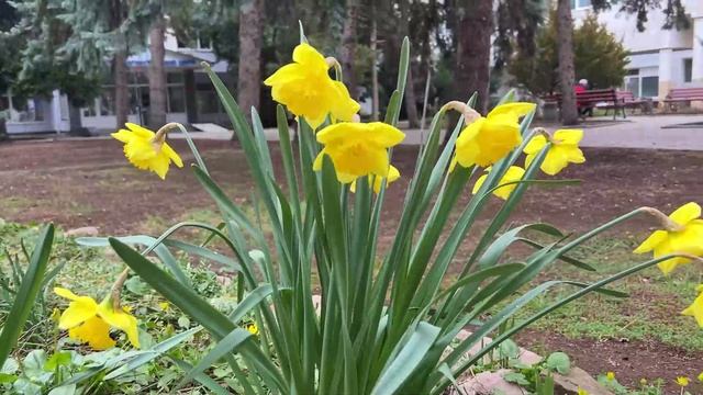 Время пышного цветения нарциссов