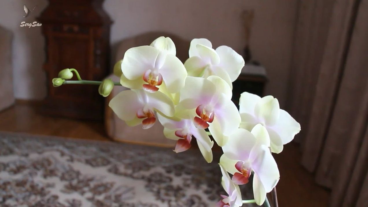 «ИСЧЕЗАЮЩАЯ ЕВРОПА» Путевые зарисовки 2017 года: «БОТАФУМЕЙРО В ИСПАНИИ И ПОРТУГАЛЬСКИЙ КАШКАЙШ»