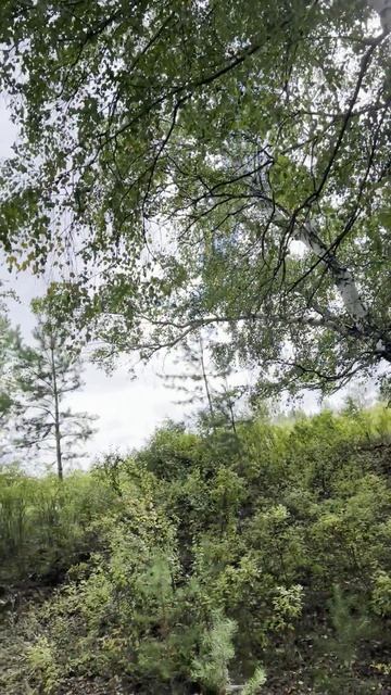 МЫ В ЛЕСУ ИЩЕМ БЕЛКУ