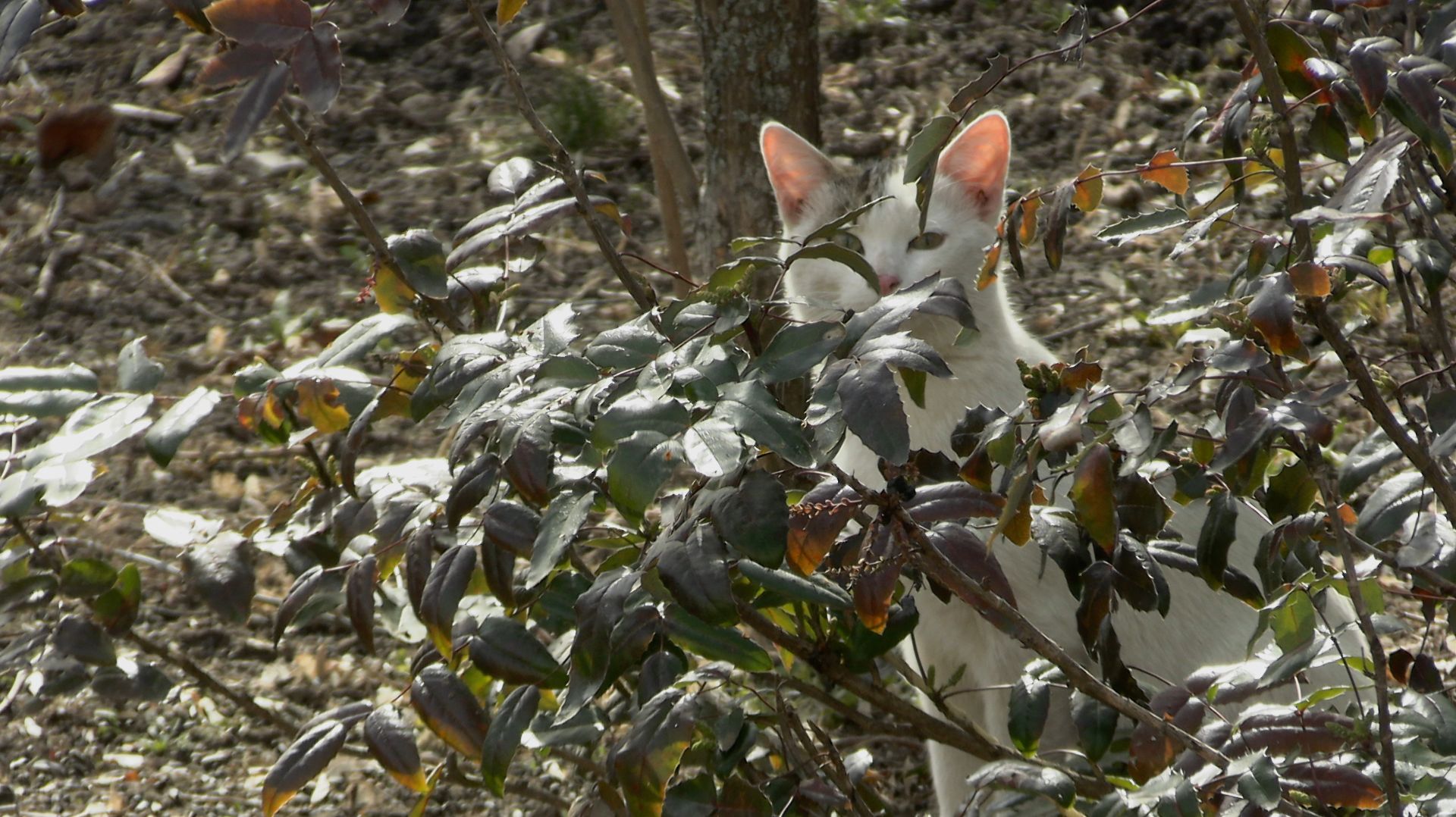 ВЕСНА, ВЕСНА