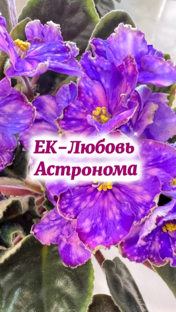 ЕК-Любовь Астронома