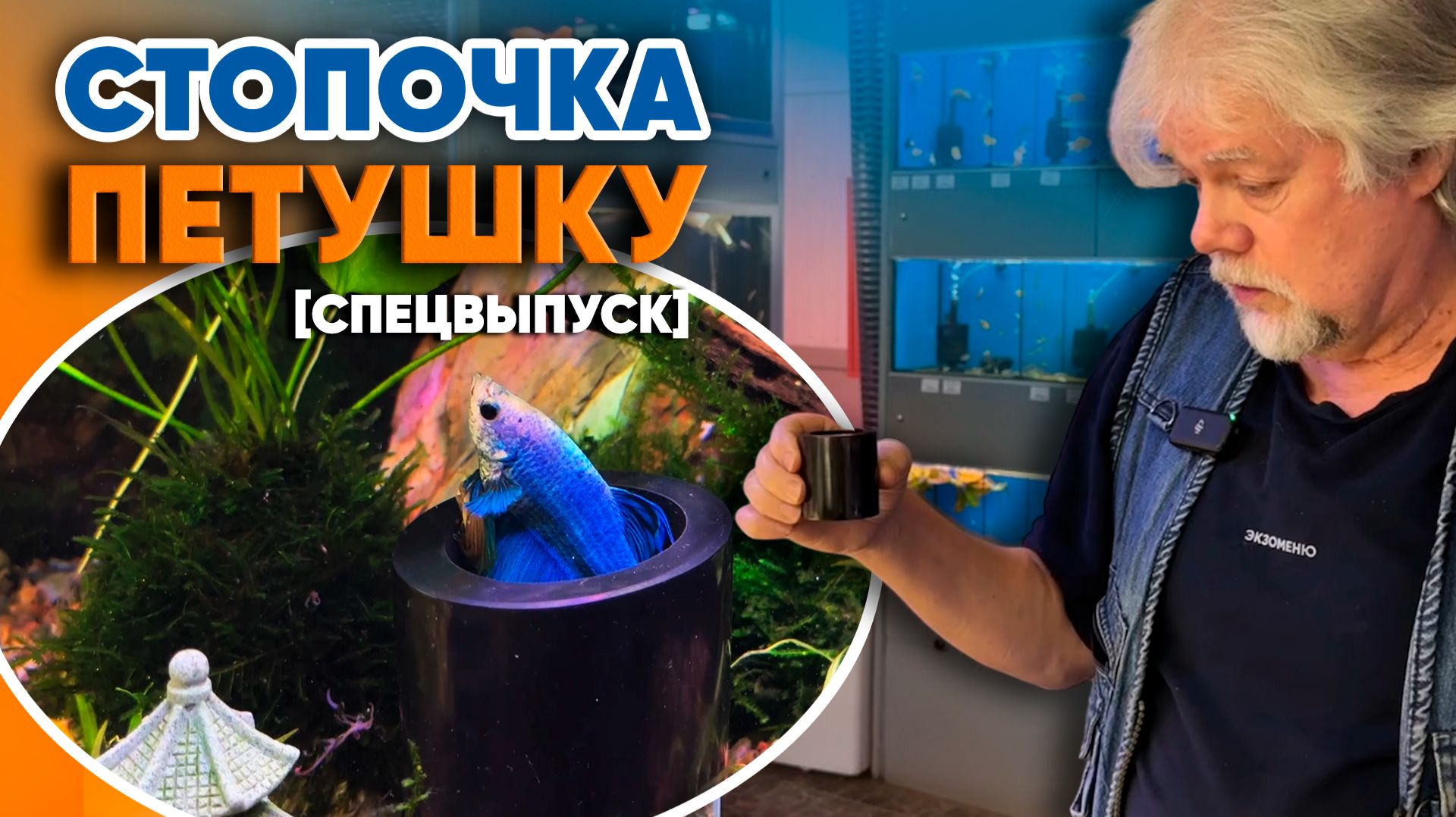 Аквариумные истории из ЭКЗОМЕНЮ (01.04.2026). Спецвыпуск. Стопочка петушку!