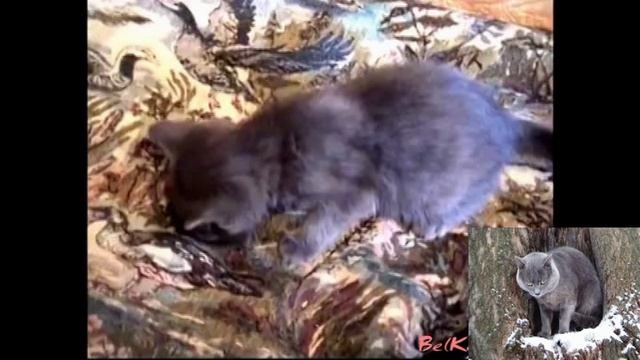 Котенок Джимка и Васька.