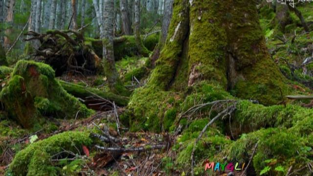 Песня Темного Леса. Поет ПавелиЛясковский.