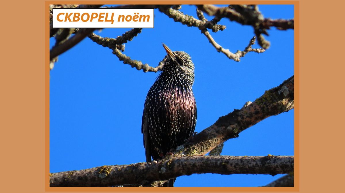 Скворец поёт, пару свою зовёт. Голос скворца! Пощелкивания, постукивания, свист