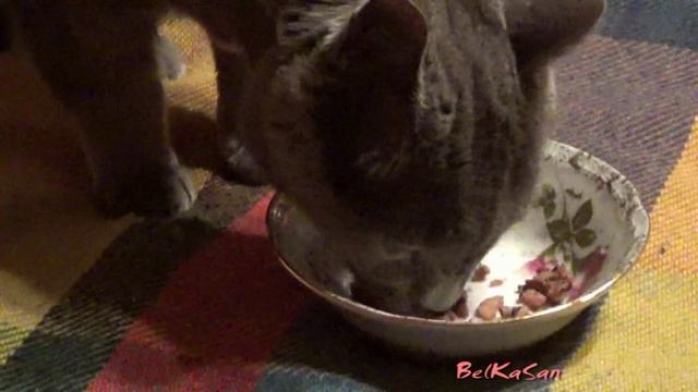 Кот Джимка и Васька.