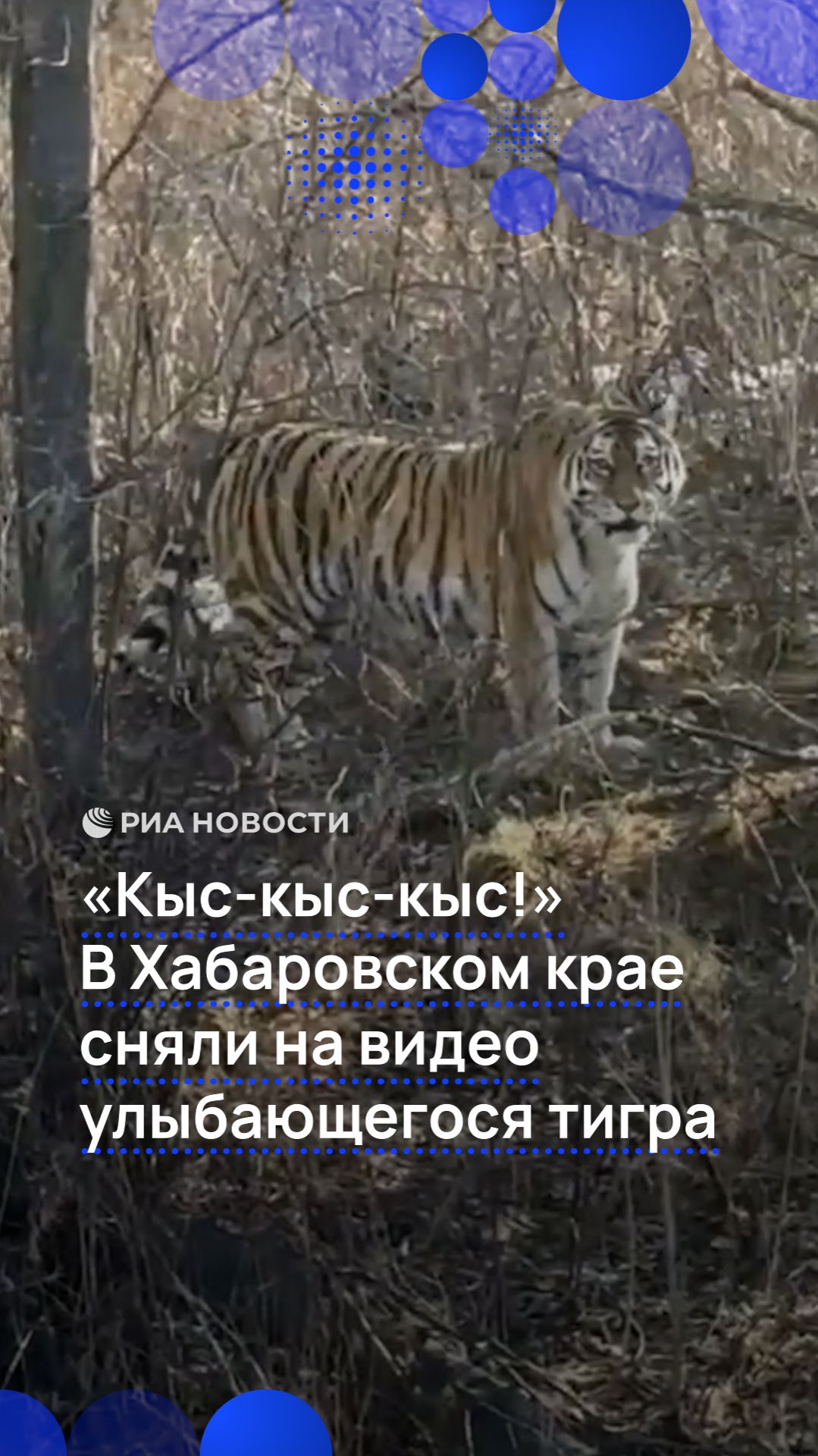 «Кыс-кыс-кыс!» В Хабаровском крае сняли на видео улыбающегося тигра