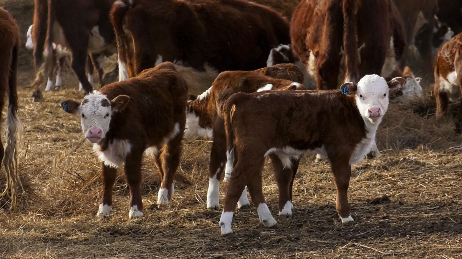 На фермах Хакасии - весенняя малышня