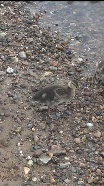 Встреча на копе #shorts #вмиреживотных #встреча #metaldetecting #другаяжизнь