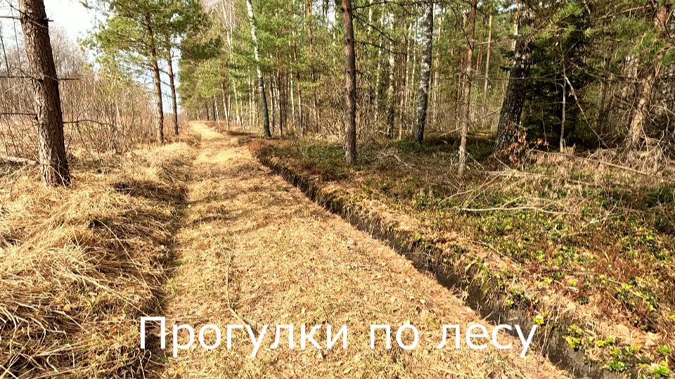 Прогулки по лесу Вдоль ЛЭП в сторону дома