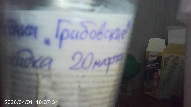 Обзор кабачкового растения сорта "Грибовские" посадки 20 марта