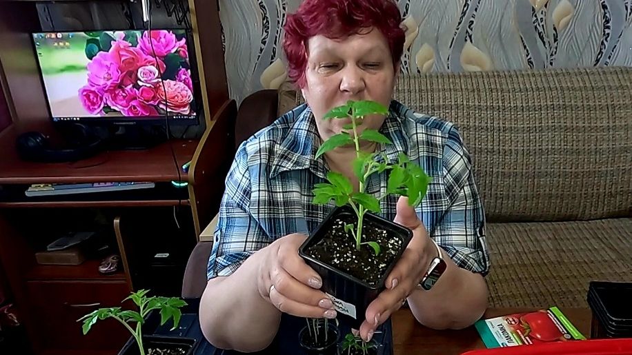 ПРАВИЛЬНЫЙ ПОЛИВ ТОМАТОВ - ЗАЛОГ ЗДОРОВОЙ РАССАДЫ!!